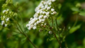 Otrovne biljke - Evo kojih se morate PAZITI! [LISTA: 21 biljka] | Agromedia