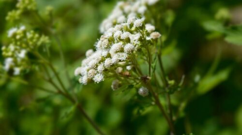 Otrovne biljke - Evo kojih se morate PAZITI! [LISTA: 21 biljka] | Agromedia