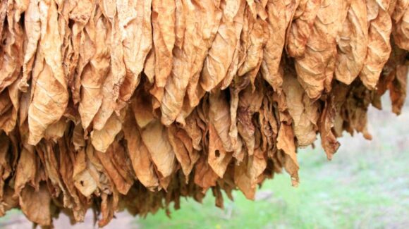 Otrovne biljke - Evo kojih se morate PAZITI! [LISTA: 21 biljka] | Agromedia