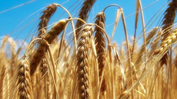 Pšenica, ječam i drugo: ovo su nove vrste žitarica | Agromedia