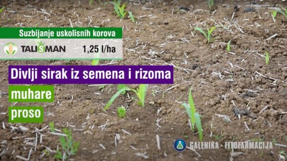 Bujanje korova u KUKURUZU: KOJE je sveto TROJSTVO zaštite useva ...
