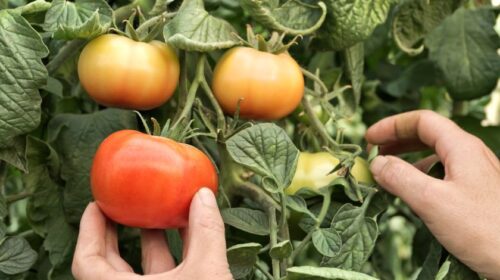 7 uzroka UVIJANJA listova PARADAJZA i kako da ih REŠITE! | Agromedia