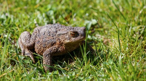 SAVET: Kako da nadmudrite ŽABE i oterate ih iz BAŠTE! | Agromedia