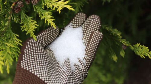 Da li znate šta je GORKA SO? EVO zašto TREBA da je stavljate na biljke ...