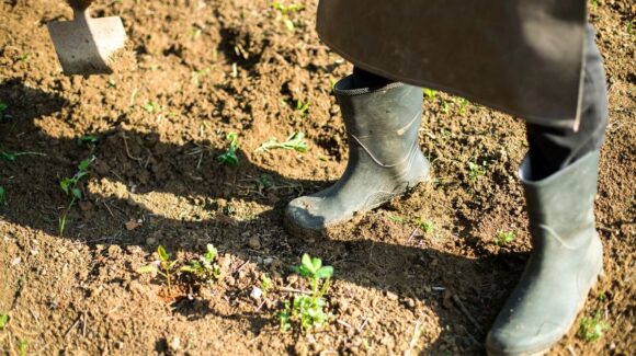 KOROVI: SVE što treba da znate da biste ih potpuno SUZBILI! | Agromedia