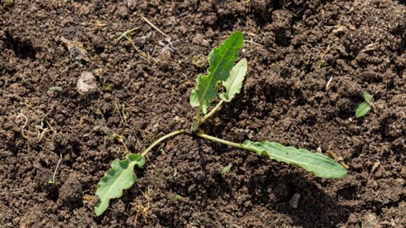 KOROVI: SVE što treba da znate da biste ih potpuno SUZBILI! | Agromedia