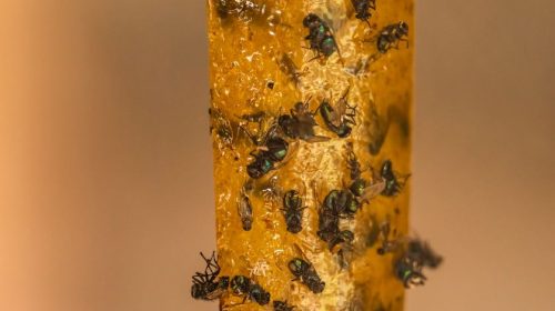 Zaštita od muva: Evo kako da se otarasite najezde u dvorištu! | Agromedia