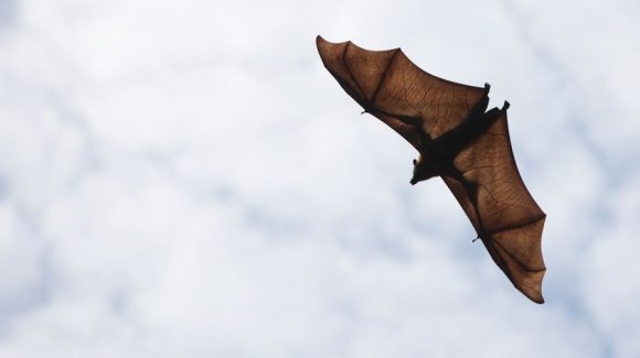 Zaštita od muva: Evo kako da se otarasite najezde u dvorištu! | Agromedia