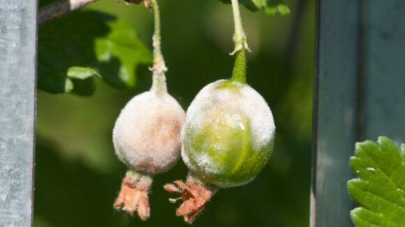 PEPELNICA: SVE što treba da znate [PLUS saveti za borbu protiv nje ...