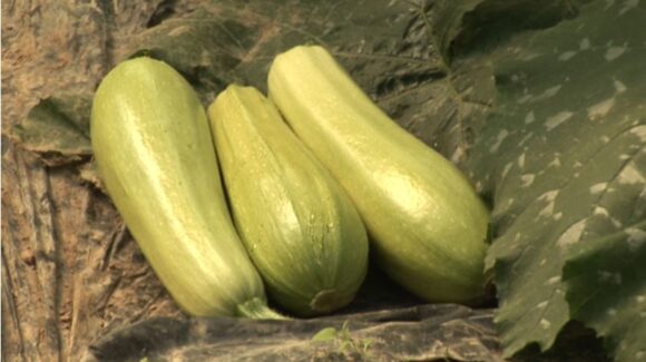 Zašto tikvica cveta, ali ne proizvodi plod?