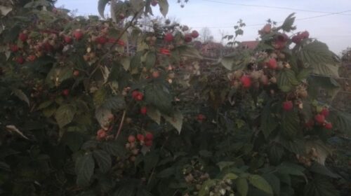 Dvorode sorte MALINE - najlošija sezona i pad cene | Agromedia