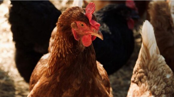 6 NAJBOLJIH hibridnih rasa kokoški! | Agromedia