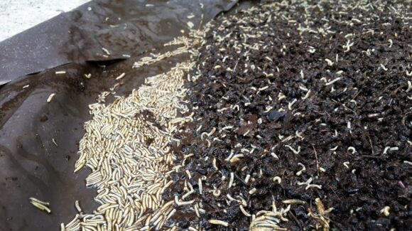 Modifikovani INSEKTI povećavaju nutritivnu vrednost hrane ZA ŽIVINU ...