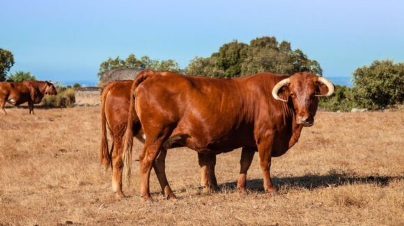 10 NAJPOPULARNIJIH evropskih rasa GOVEDA + najpopularnija BALKANSKA ...