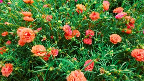 KAKO se seje i neguje živopisni PRKOS! | Agromedia