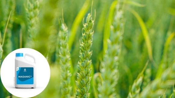 MAGANIC - da ZABORAVITE kako izgledaju bolesti klasa pšenice! | Agromedia