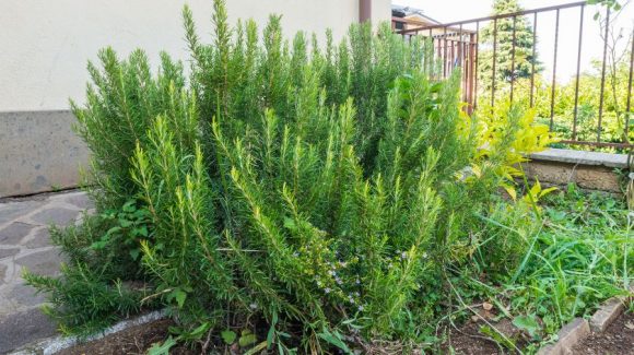 Kako se pravilno orezuje RUZMARIN! | Agromedia