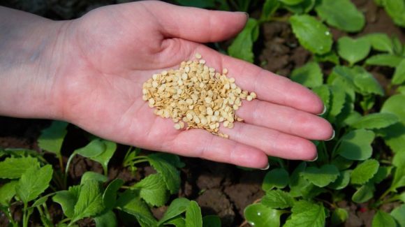 Kako se pravilno čuva SEME povrća! | Agromedia