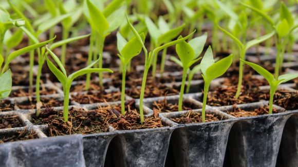Godišnji kalendar setve povrća - šta se seje od januara do decembra ...