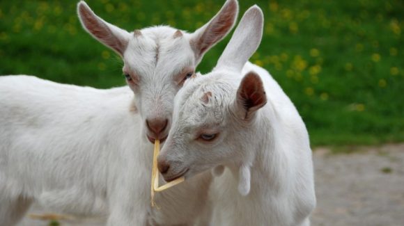 SANSKA KOZA: SVE što treba da znate o kraljici mleka! | Agromedia