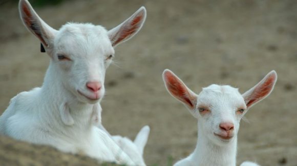 SANSKA KOZA: SVE što treba da znate o kraljici mleka! | Agromedia