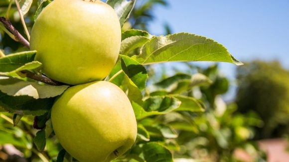 Kako su nastale i dobile imena najpoznatije sorte jabuka? | Agromedia