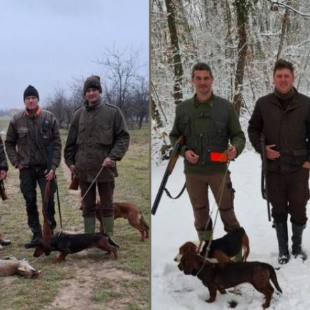 Kako pravilno da orežete smokvu