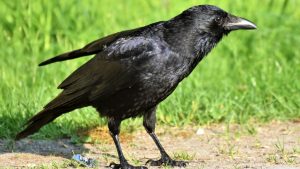 23 neverovatne činjenice o vranama! | Agromedia