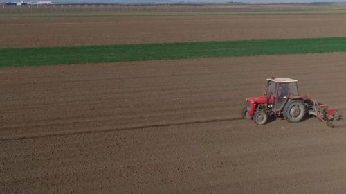 Premalo padavina, oranje NEMOGUĆE: setva pšenice u Sremu pod znakom ...