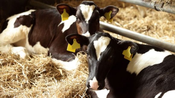 Cena teladi PORASLA, jagnjad skuplja u Nišu! | Agromedia